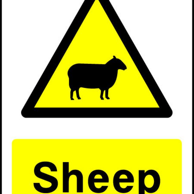 Sheep Sign | HFE Signs & Banners